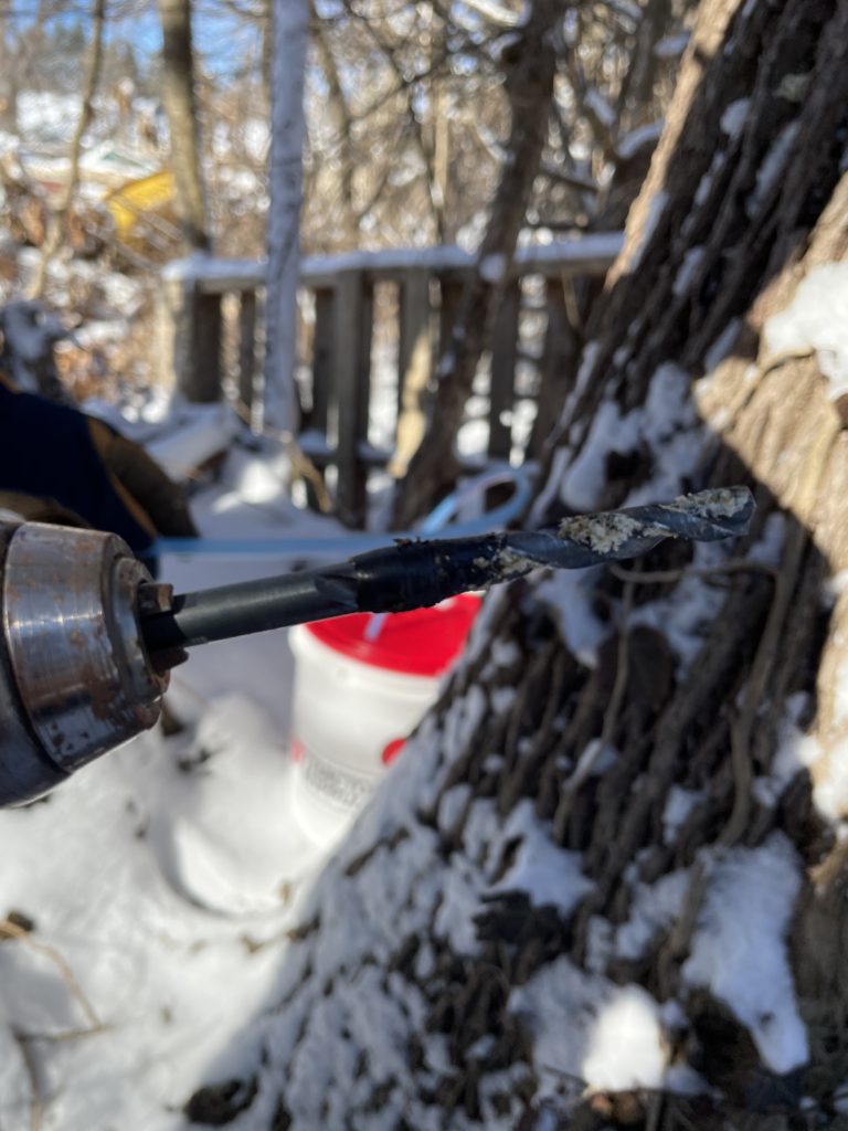 Making Maple Syrup Tips For Beginners - Halfway To Homesteading