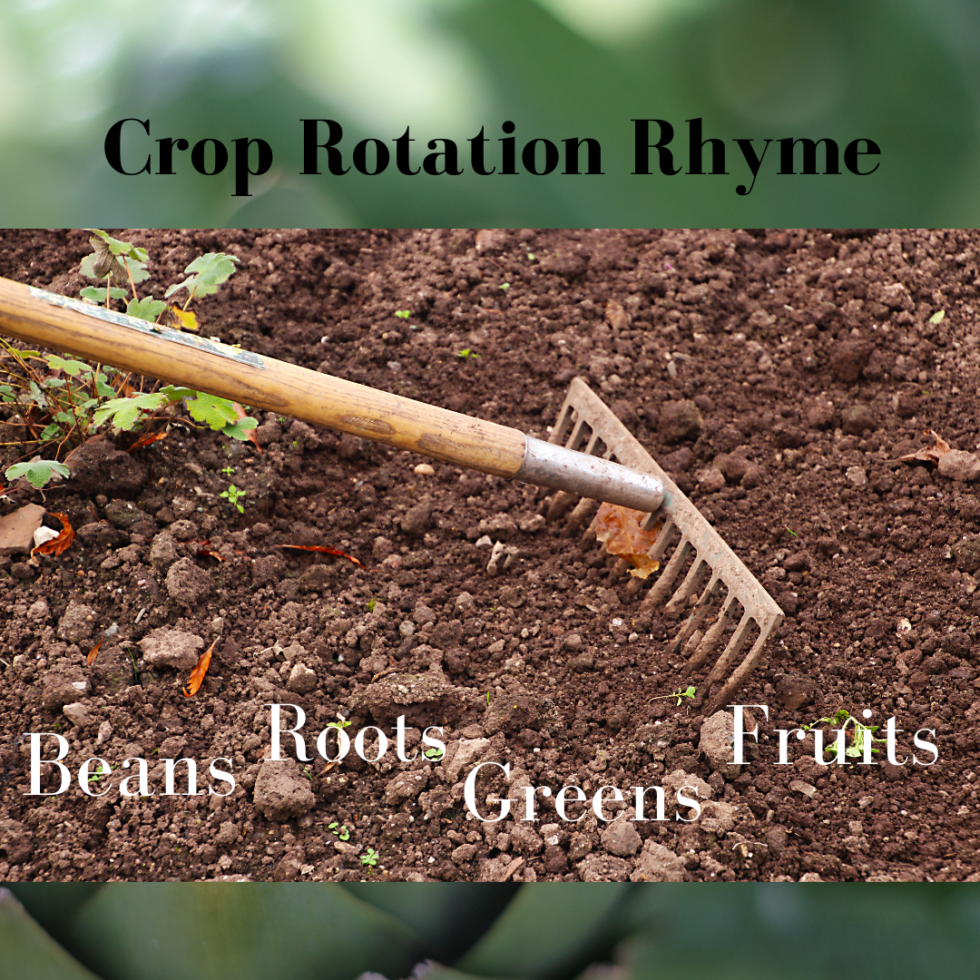 Garden Crop Rotation Basics - Halfway To Homesteading